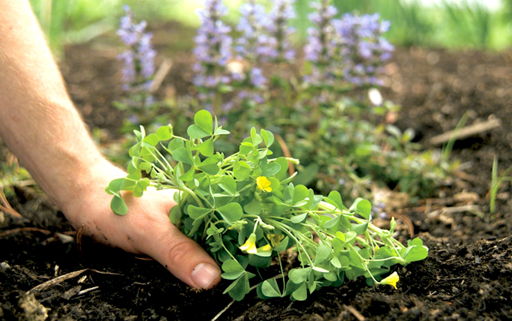 Effective Strategies for Managing Weed Problems in Raised Garden Beds ...
